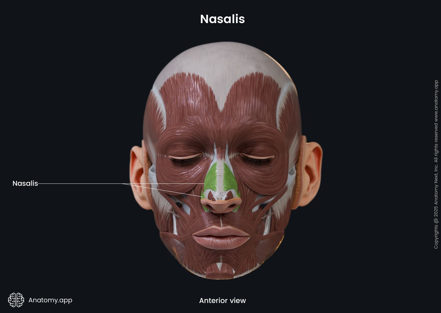 Nasalis | Anatomy.app