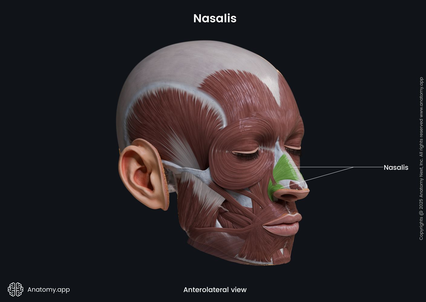 Nasalis | Anatomy.app