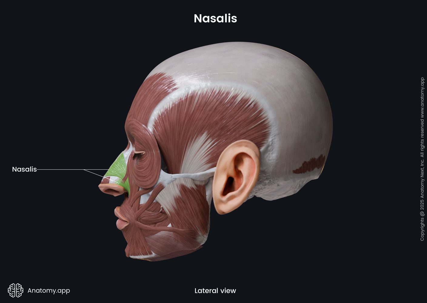 Nasalis | Anatomy.app