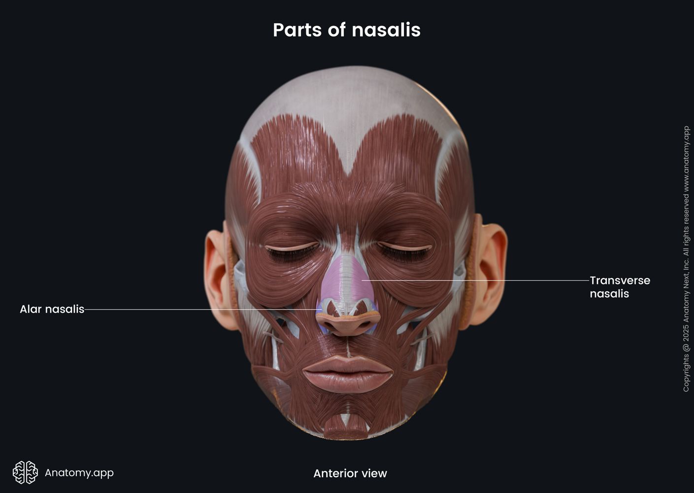 Nasalis | Anatomy.app