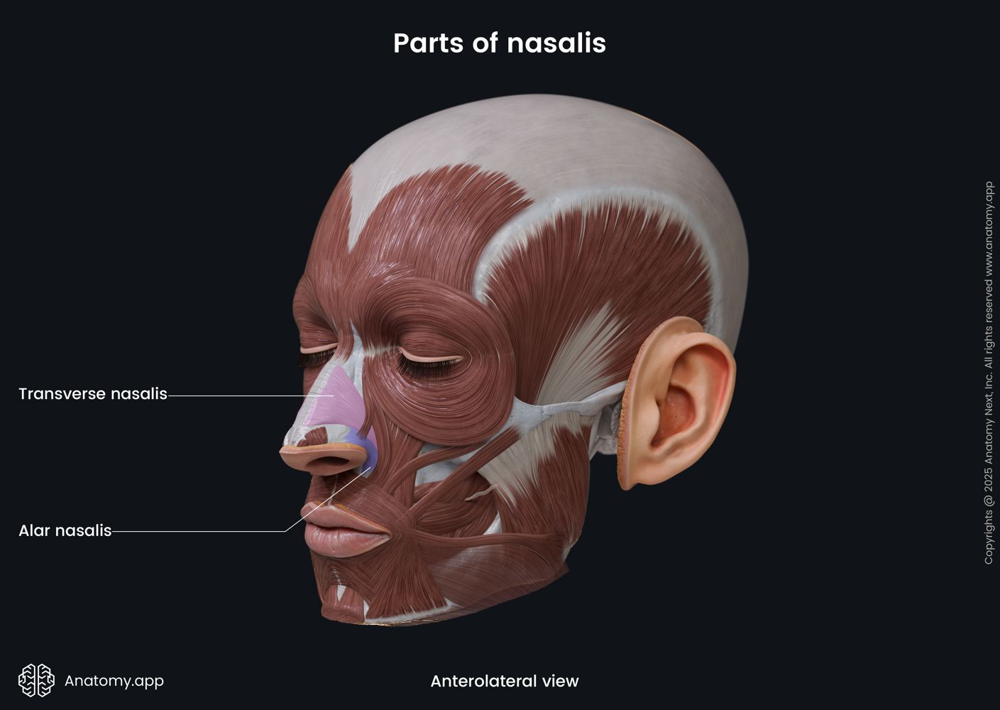 Nasalis | Anatomy.app