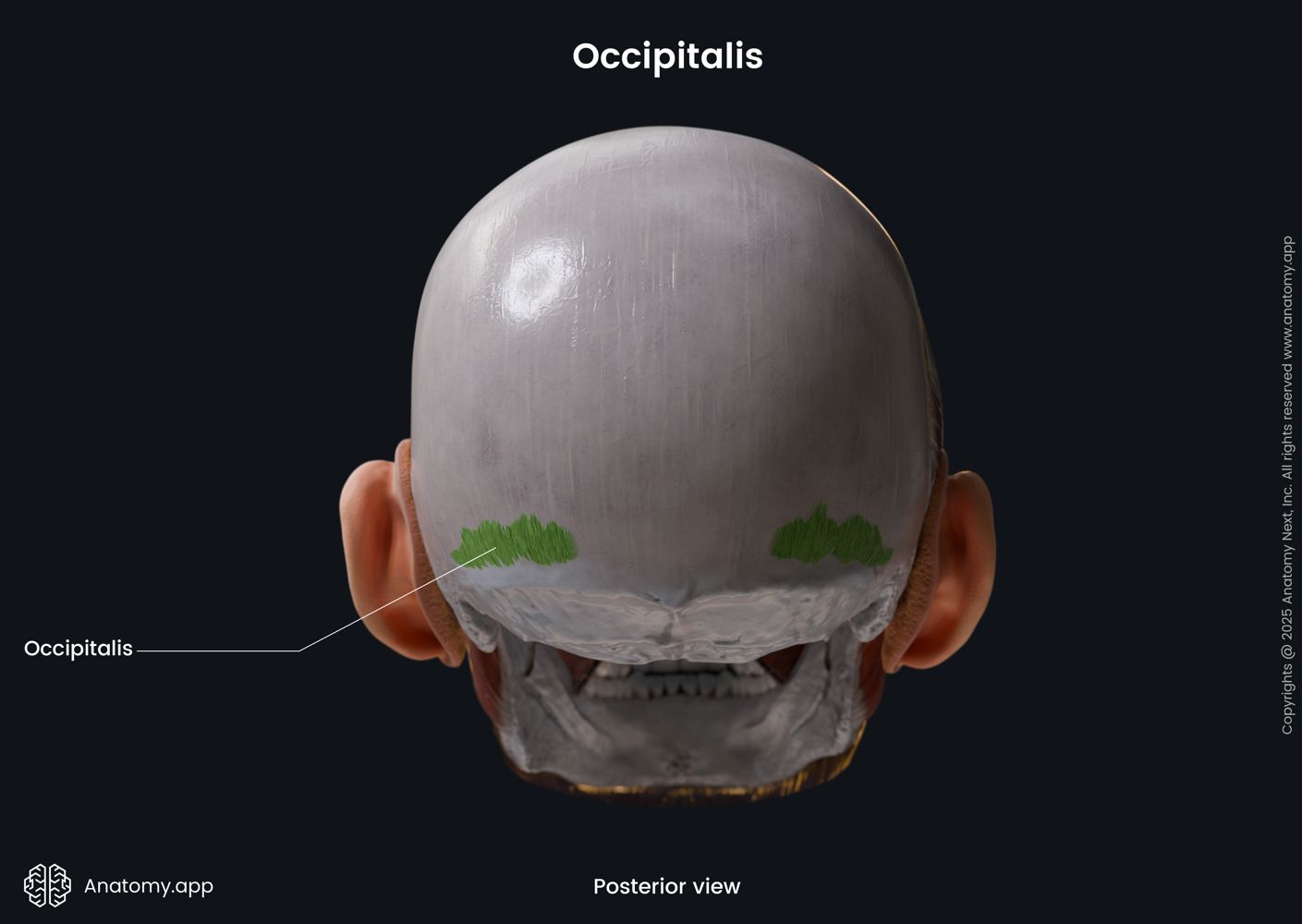Occipital belly of occipitofrontalis | Anatomy.app