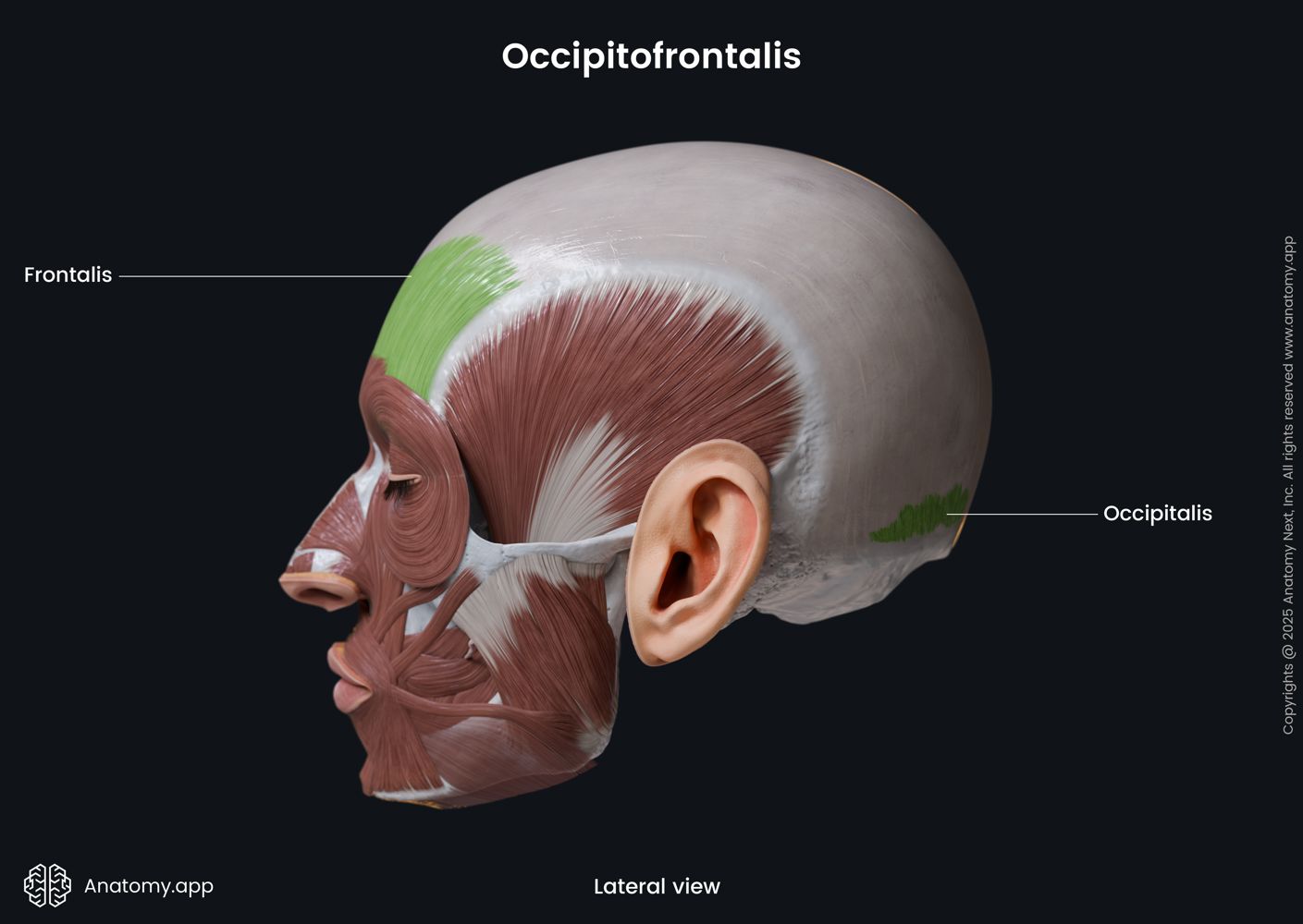 Occipitofrontalis | Anatomy.app