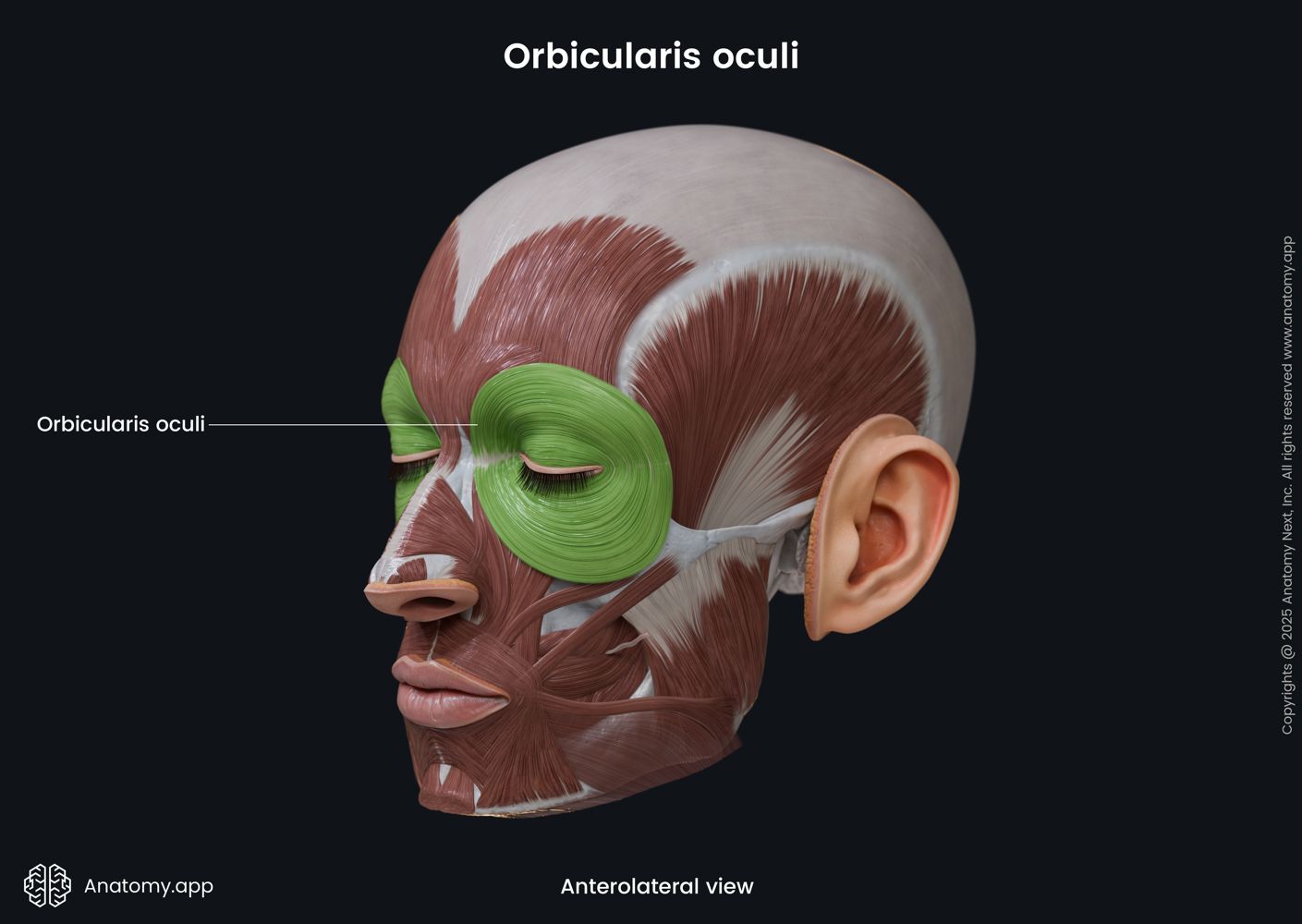 Orbicularis oculi | Anatomy.app
