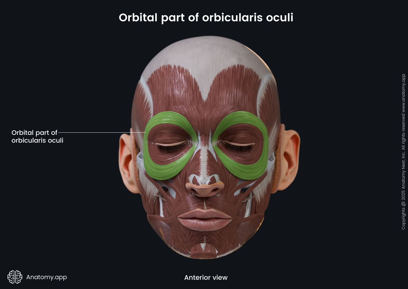 Orbital part of orbicularis oculi | Anatomy.app