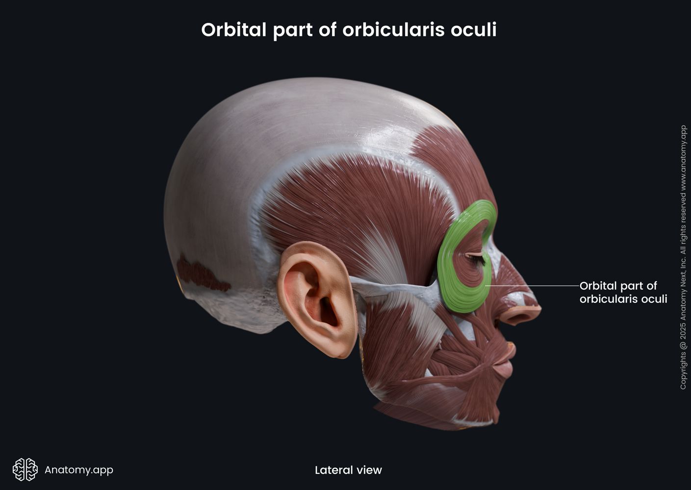 Orbital part of orbicularis oculi | Anatomy.app