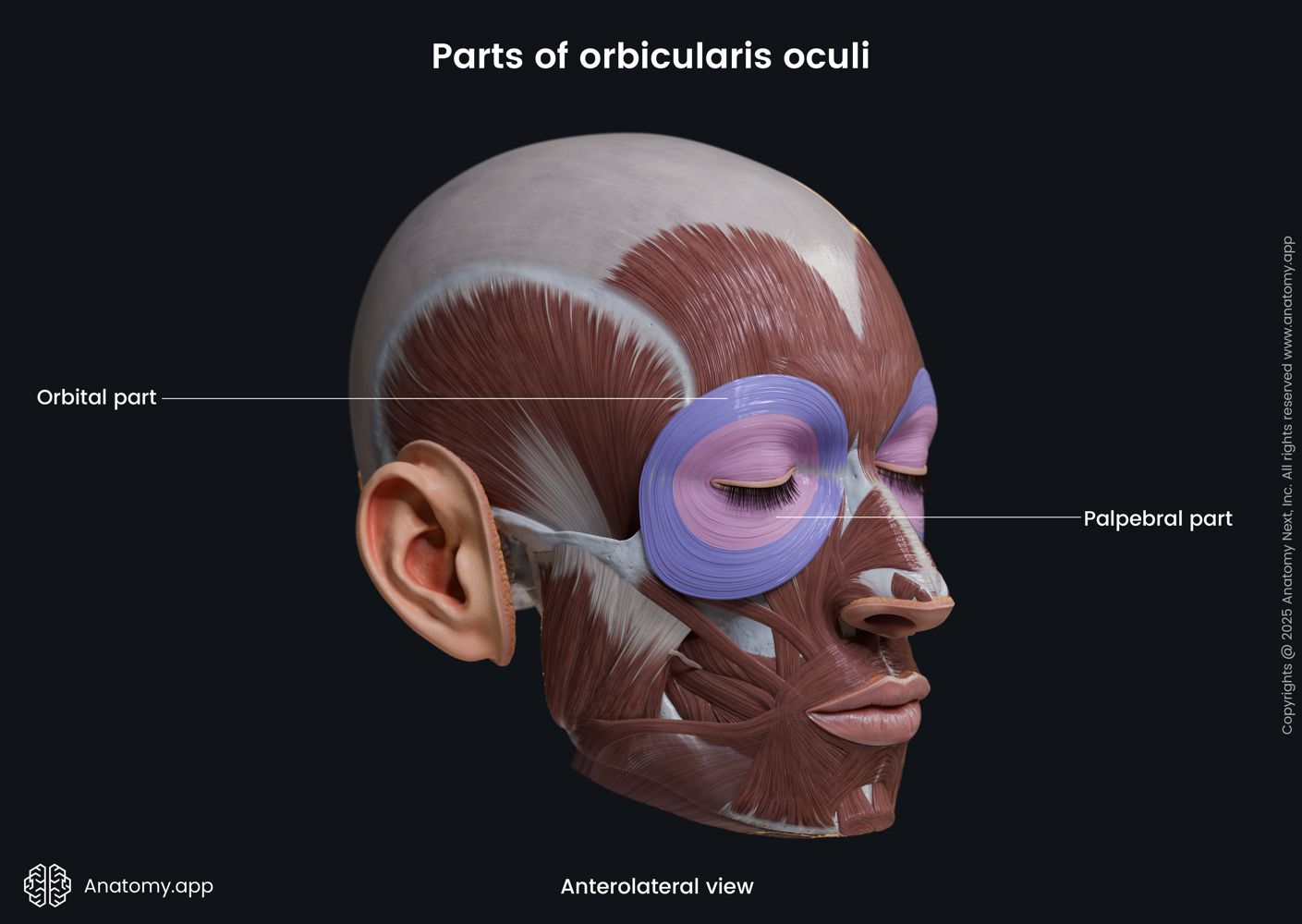 Orbicularis oculi | Anatomy.app