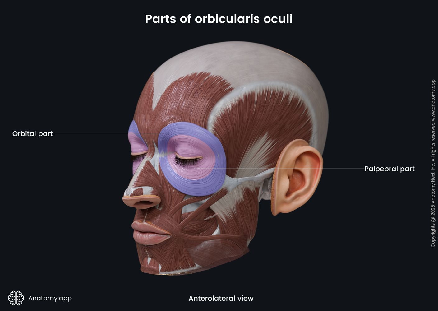 Orbicularis oculi | Anatomy.app