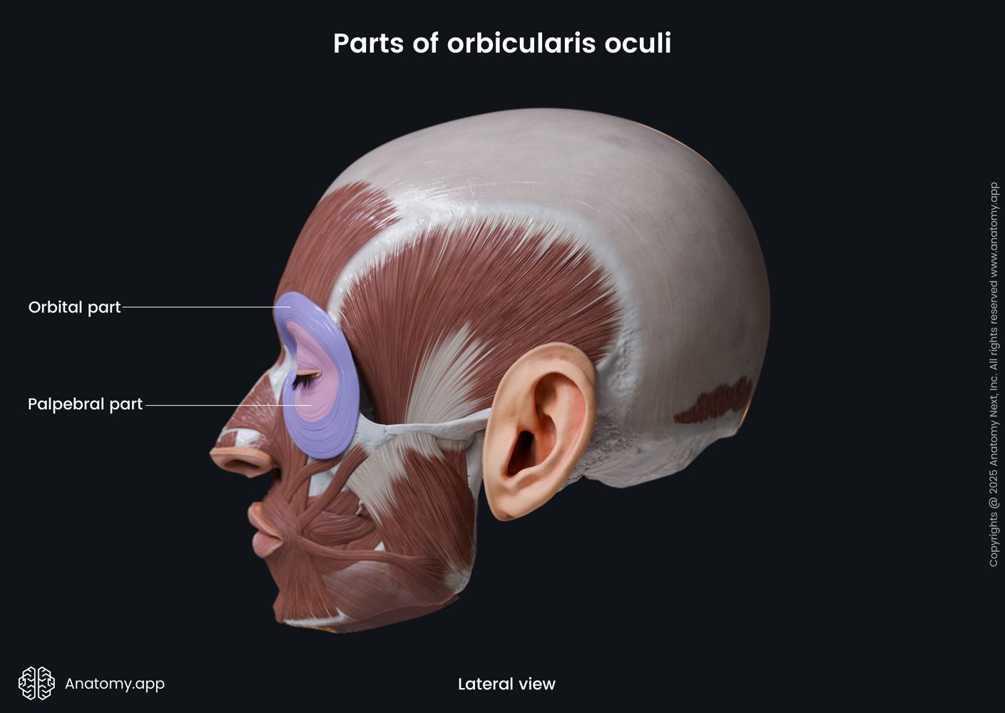 Orbicularis oculi | Anatomy.app