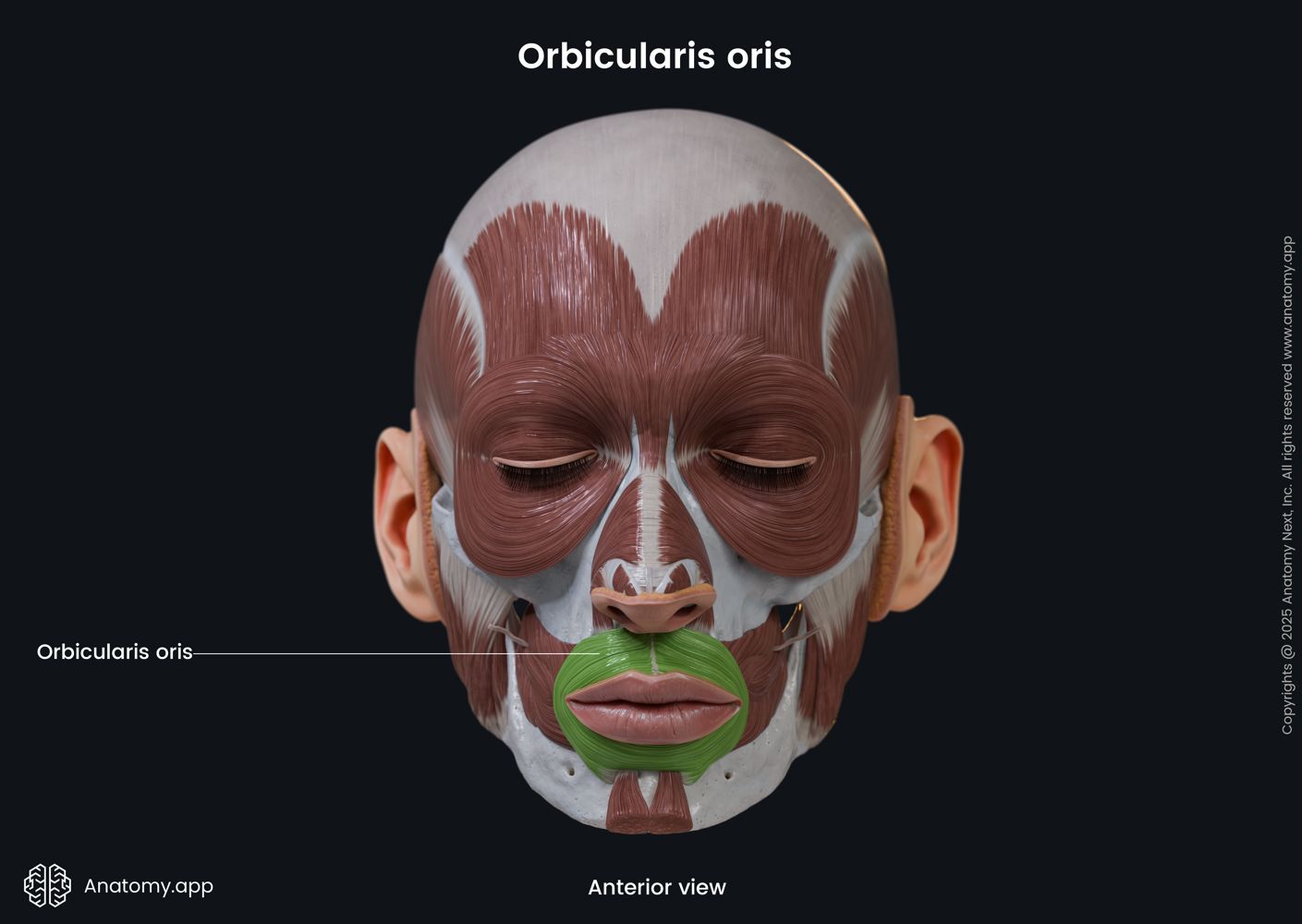 Orbicularis oris | Anatomy.app