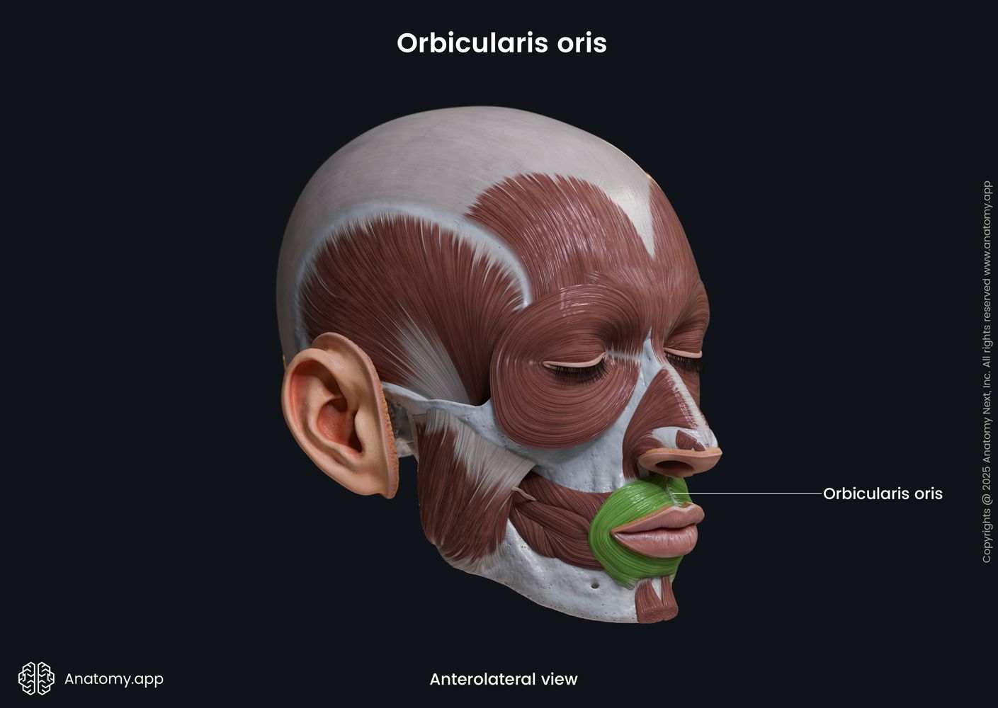 Orbicularis oris | Anatomy.app