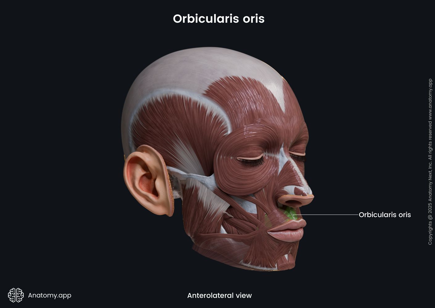Orbicularis oris | Anatomy.app
