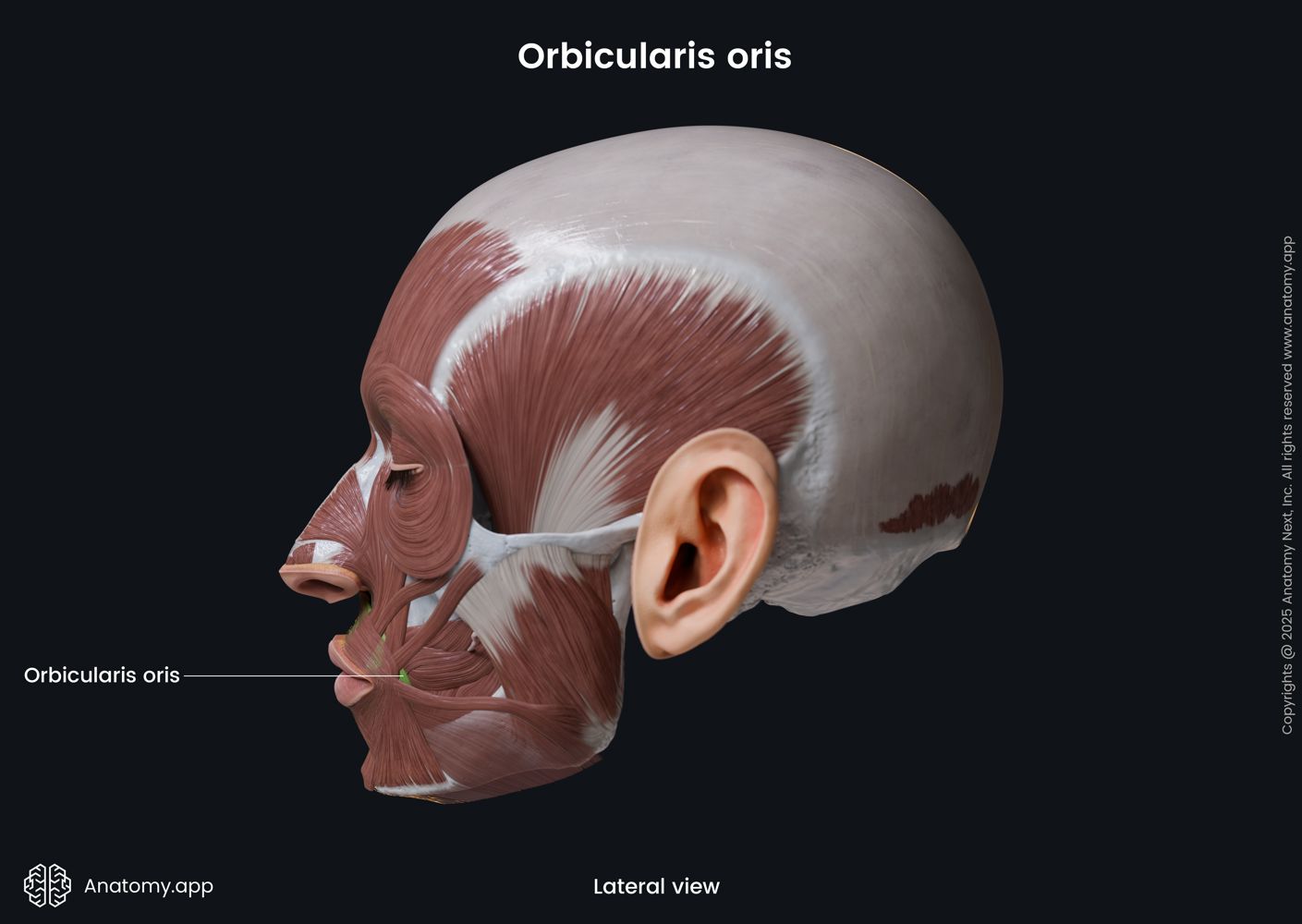 Orbicularis oris | Anatomy.app