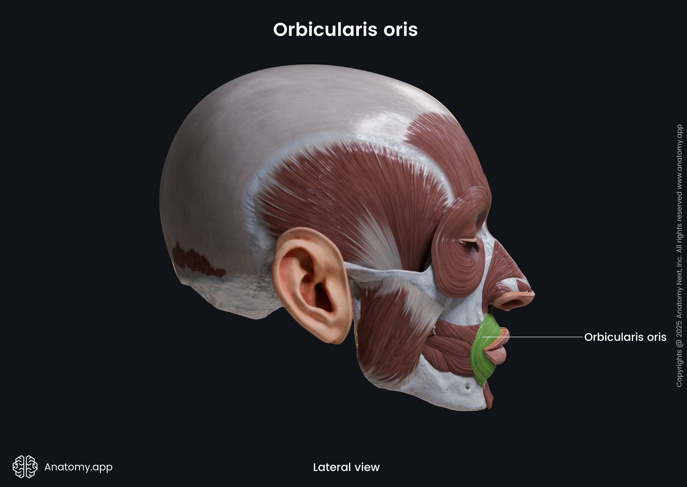 Orbicularis oris | Anatomy.app