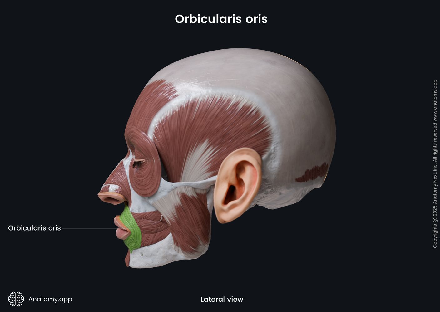 Orbicularis oris | Anatomy.app