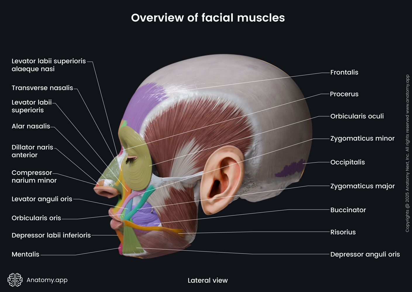 Facial muscles | Anatomy.app
