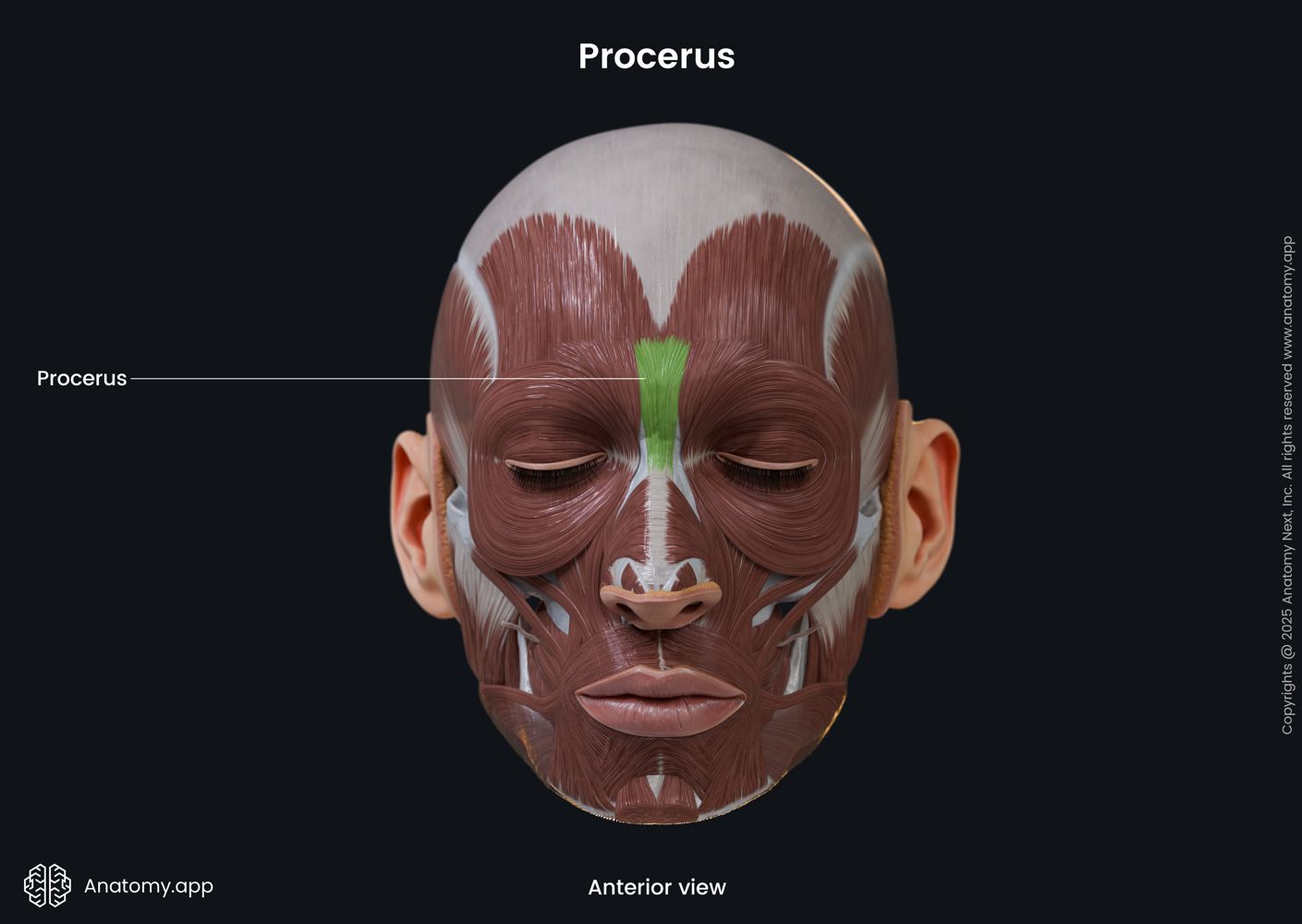 Procerus | Anatomy.app