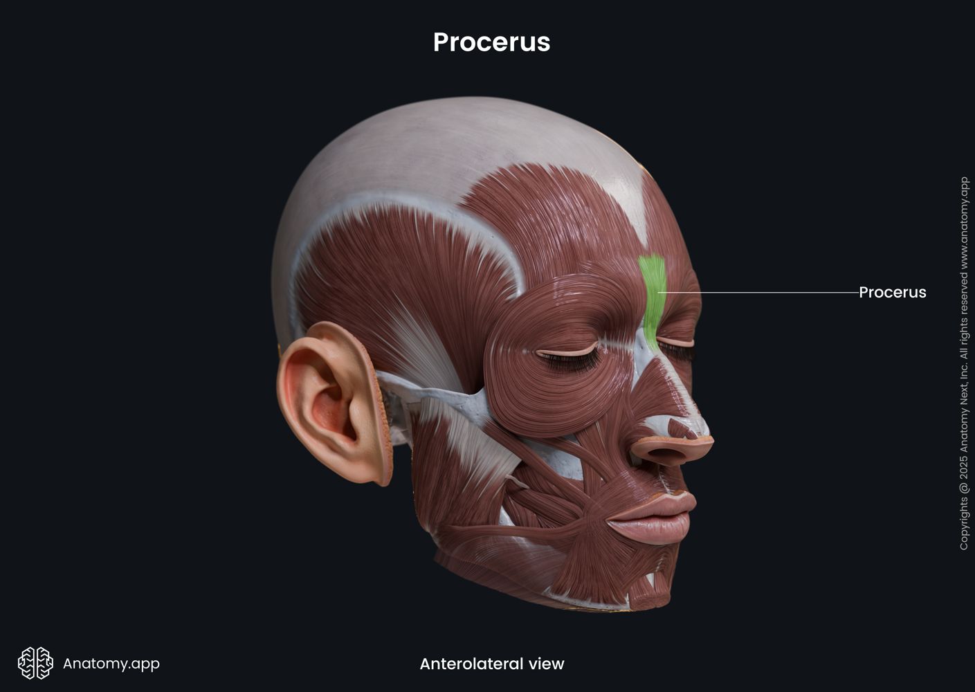 Procerus | Anatomy.app