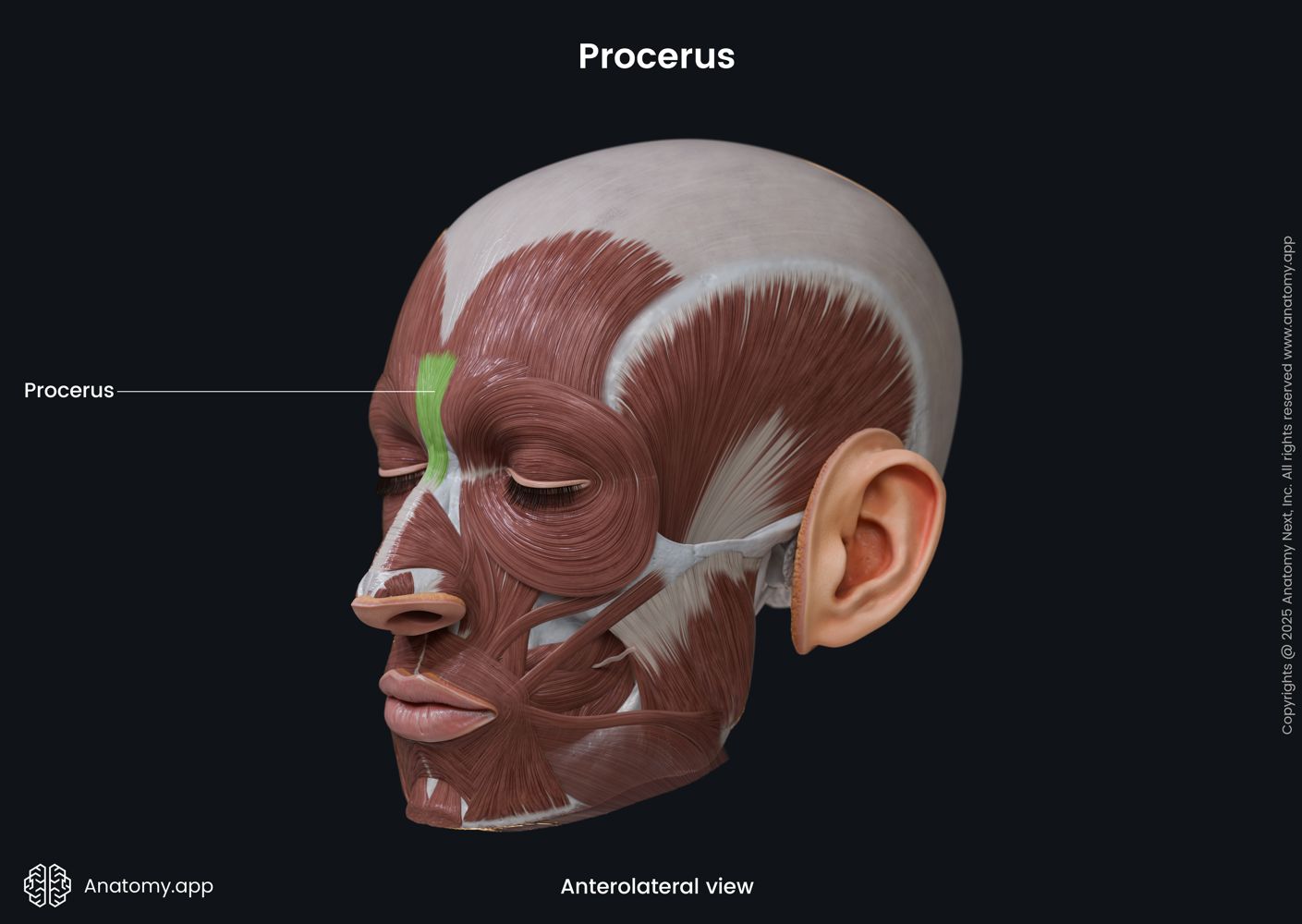 Procerus | Anatomy.app