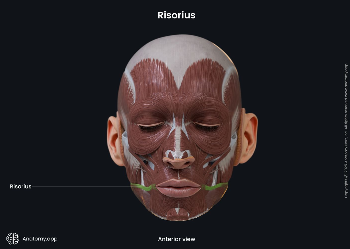 Risorius | Anatomy.app