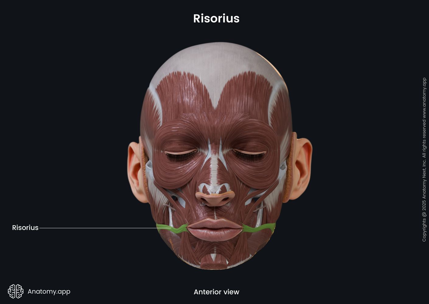 Risorius | Anatomy.app