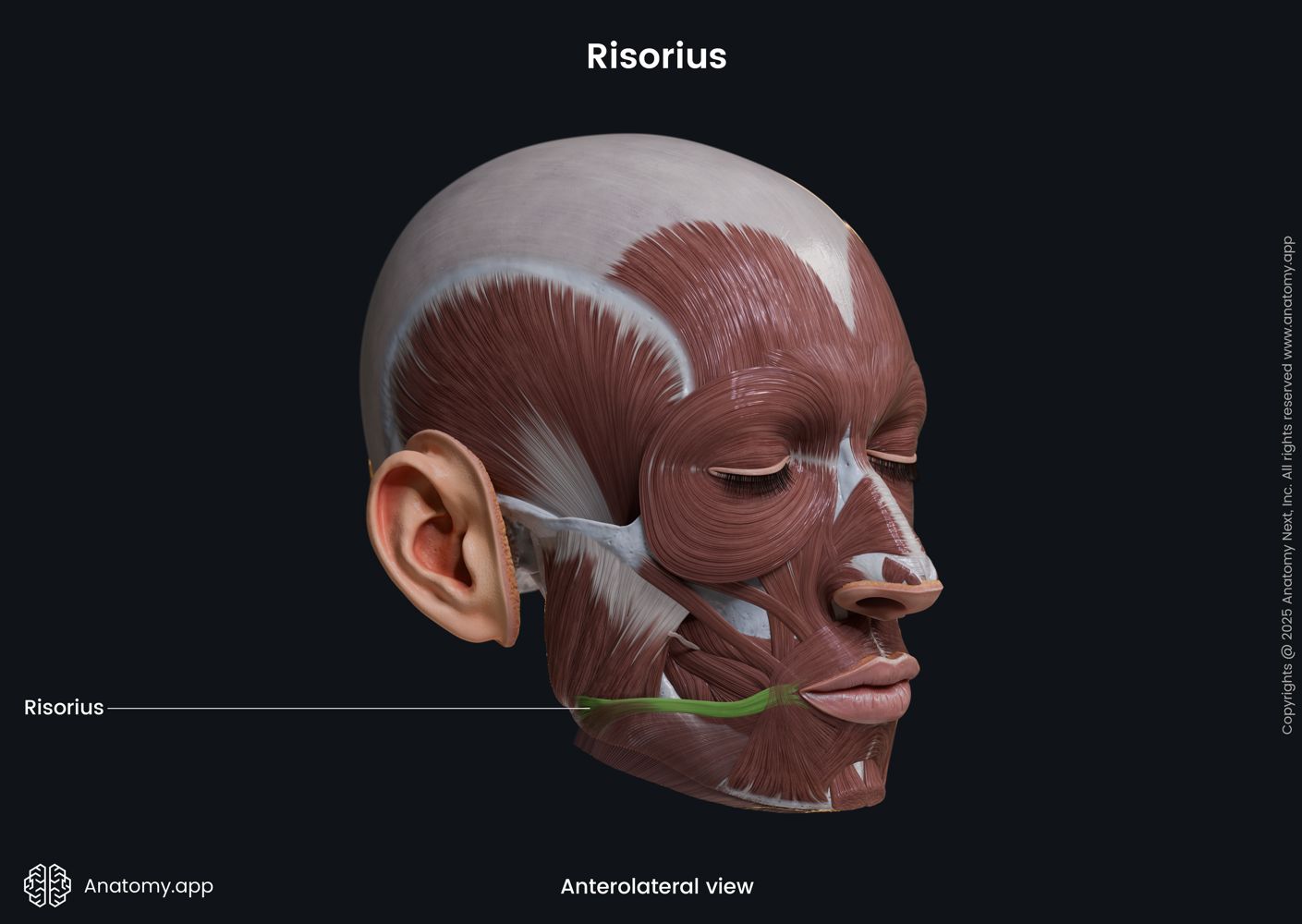 Risorius | Anatomy.app