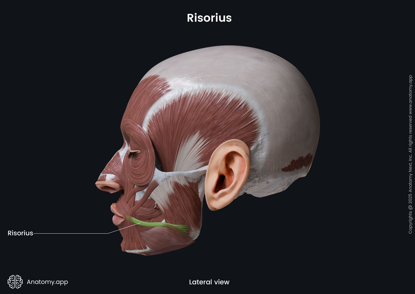 Risorius | Anatomy.app