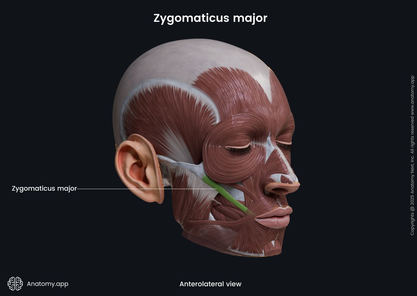 Zygomaticus major | Anatomy.app