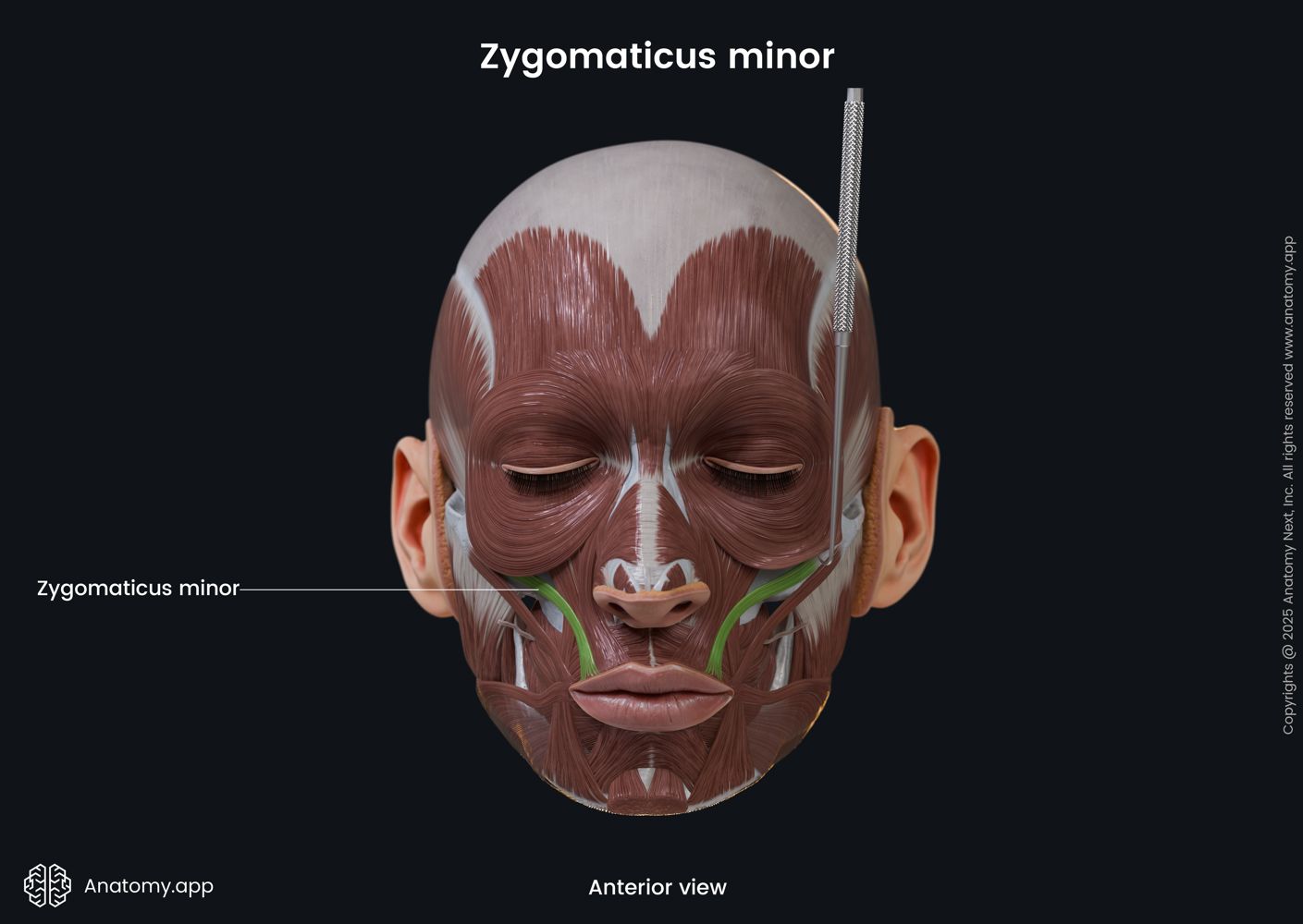 Zygomaticus minor | Anatomy.app