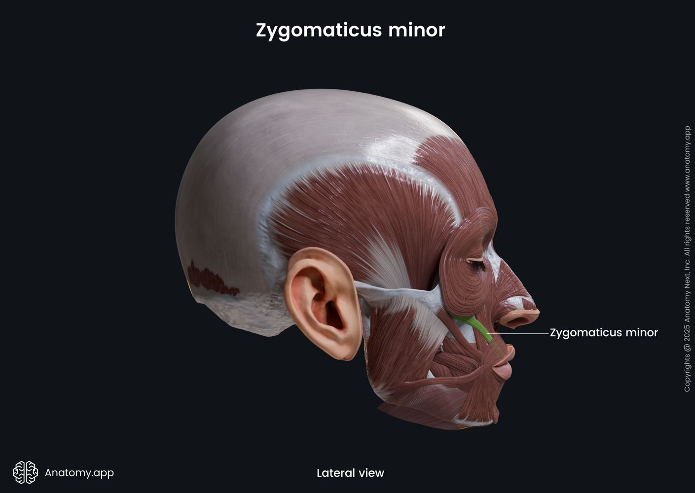 Zygomaticus minor | Anatomy.app