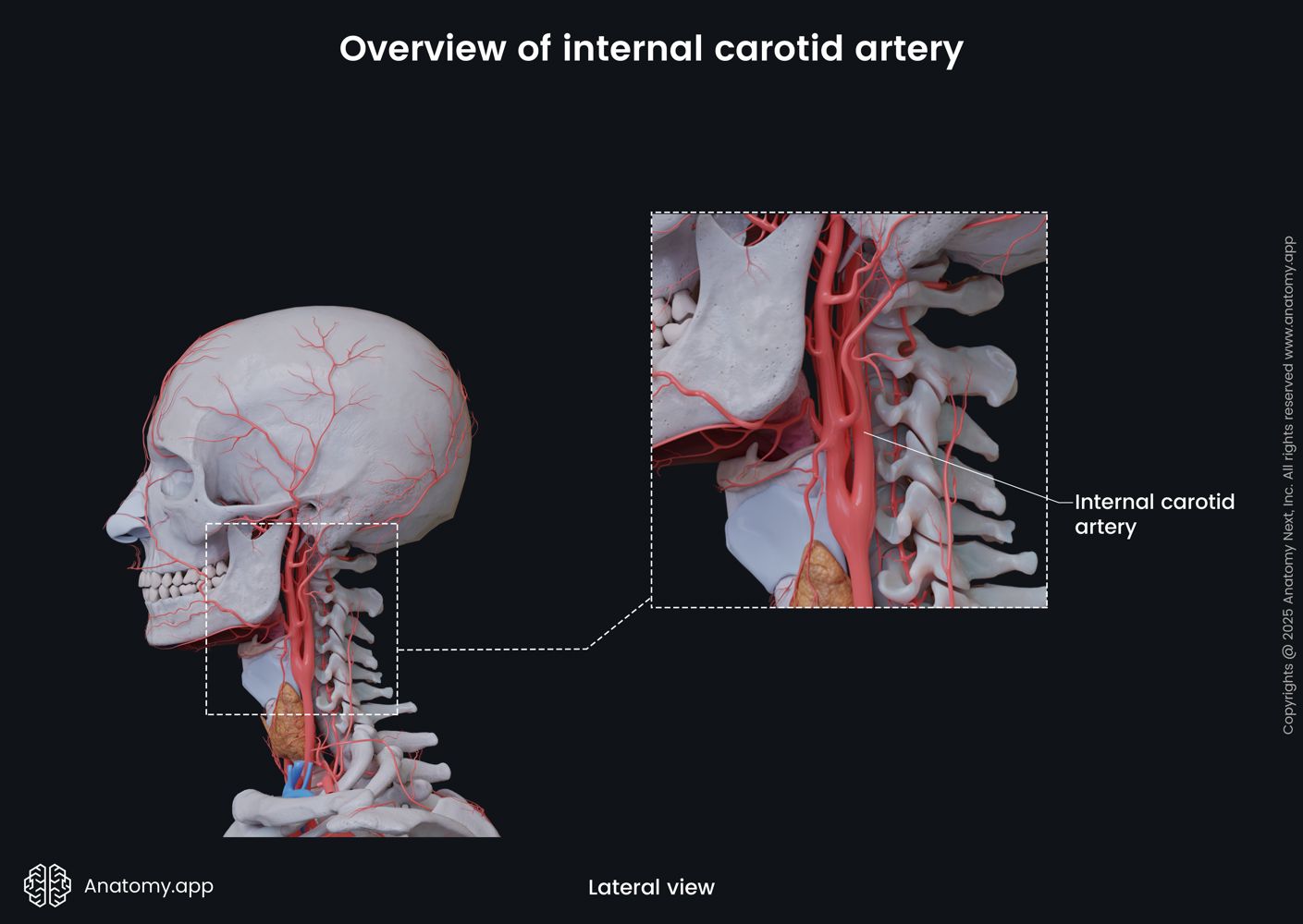 Internal carotid artery | Anatomy.app