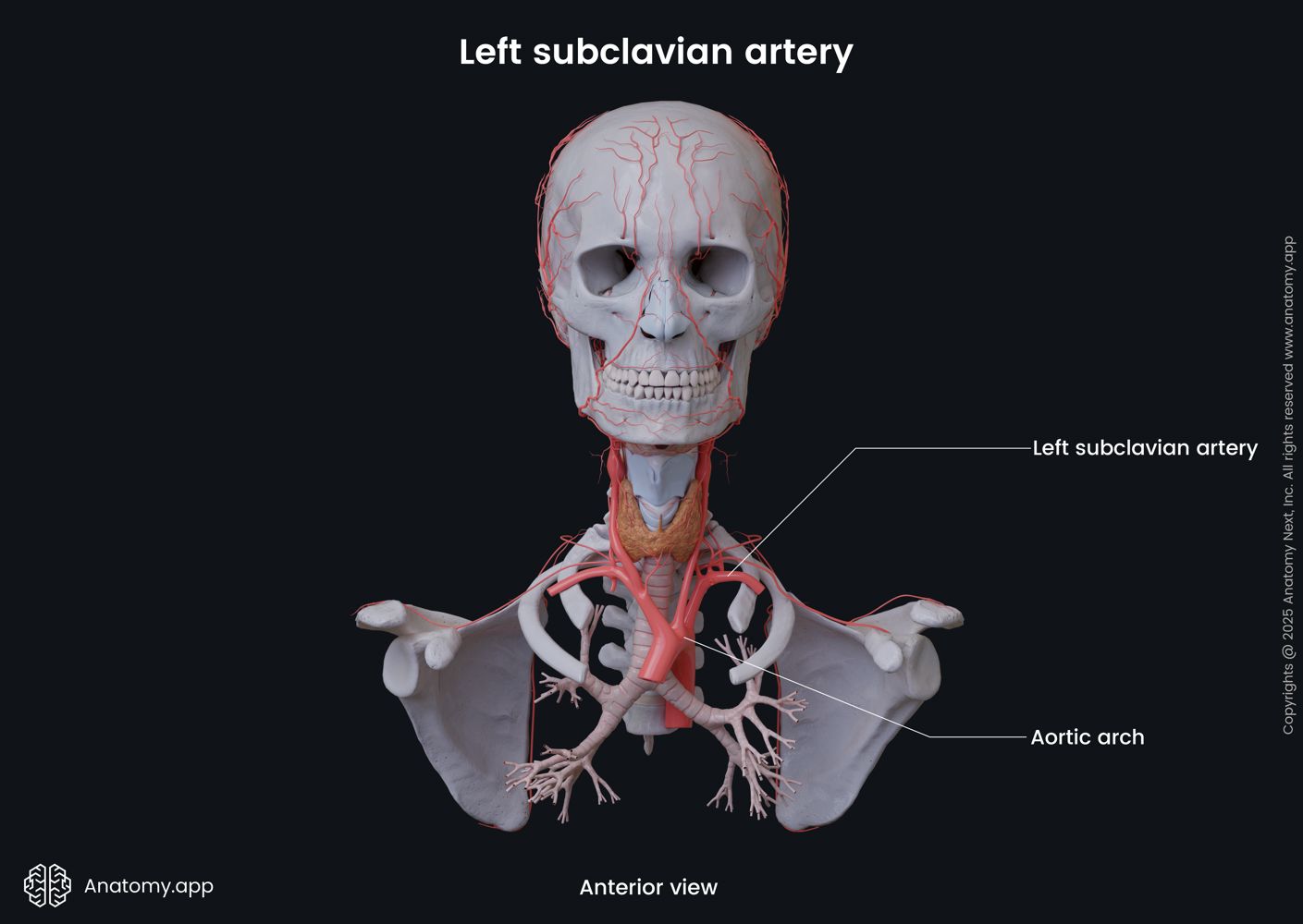 Anatomy Subclavian Artery 86 Left Subclavian Artery Images, Stock