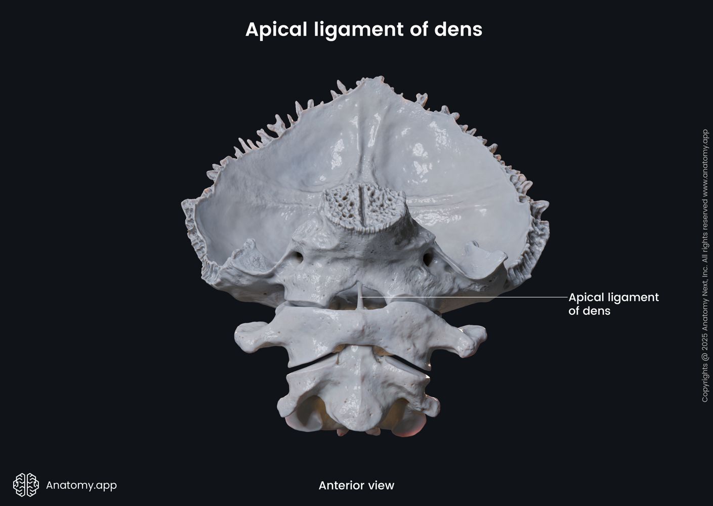 Atlanto-occipital joint | Anatomy.app