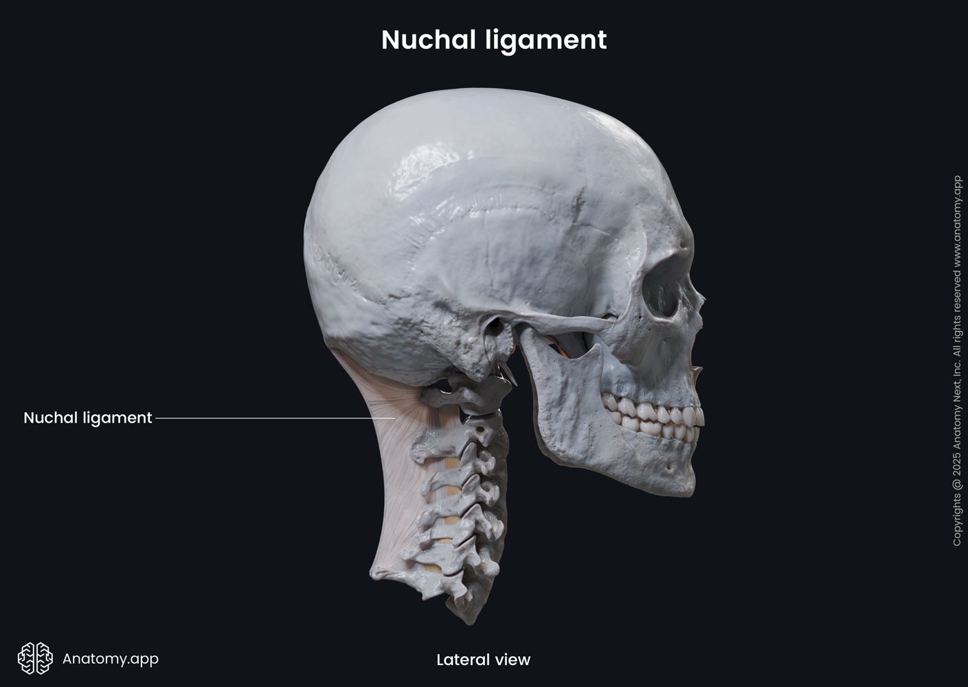 Supraspinous and nuchal ligaments | Anatomy.app