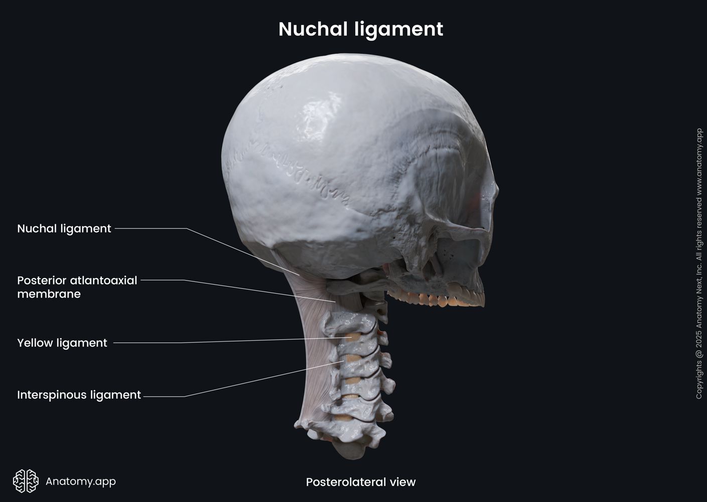 Supraspinous and nuchal ligaments | Anatomy.app