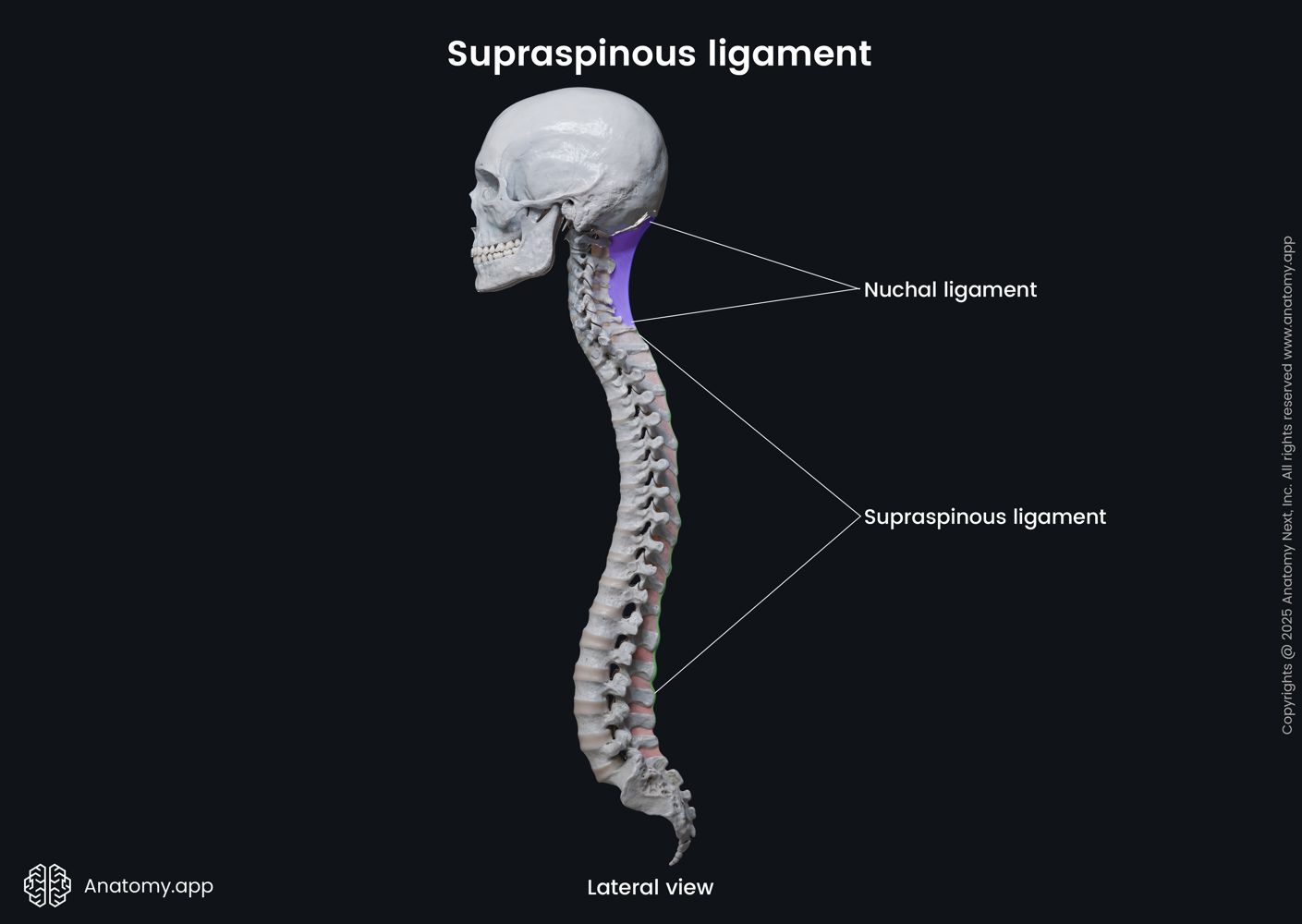 Supraspinous and nuchal ligaments | Anatomy.app