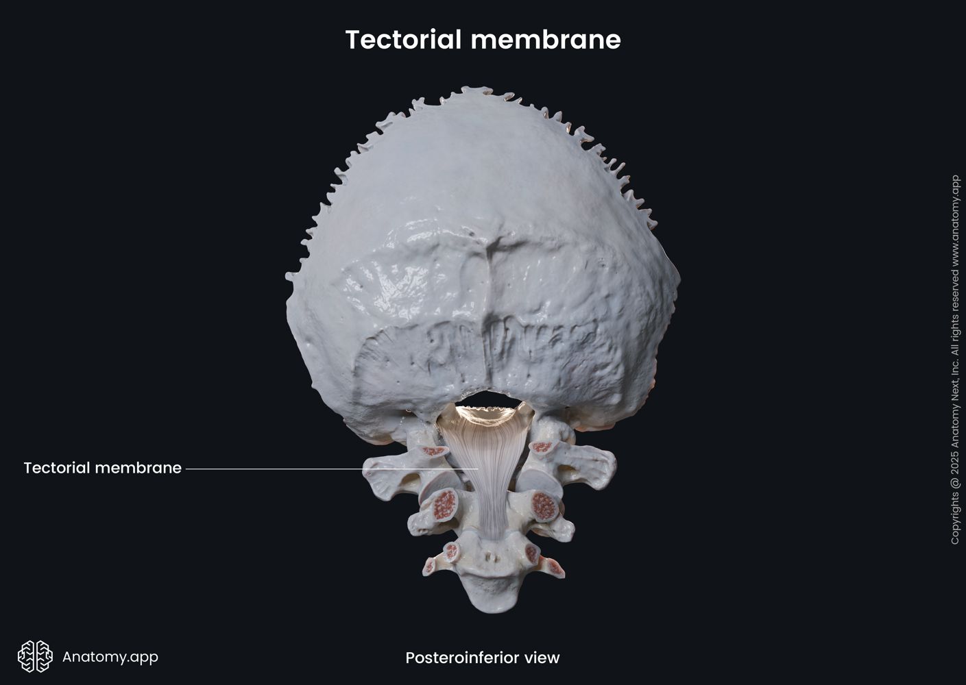 Atlanto-occipital joint | Anatomy.app