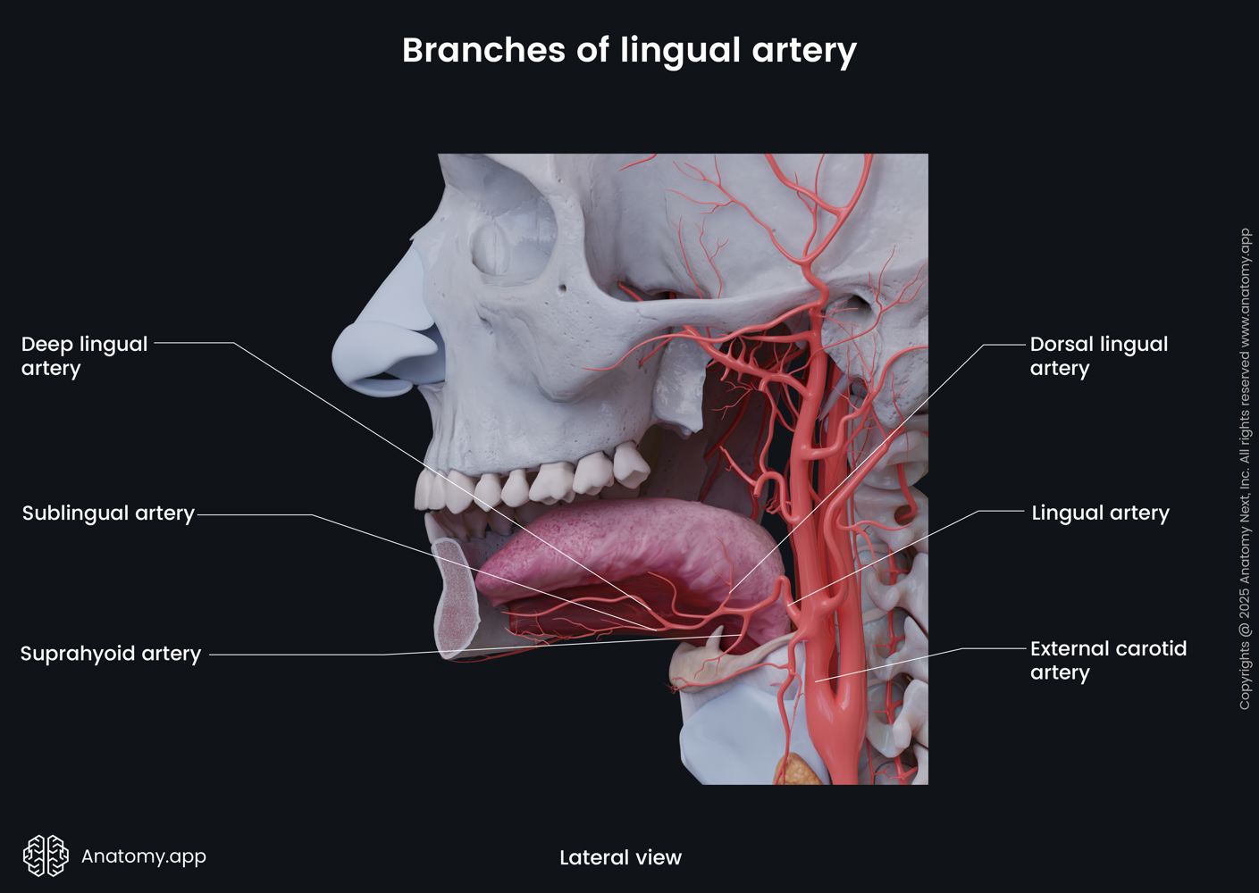 Lingual artery | Anatomy.app