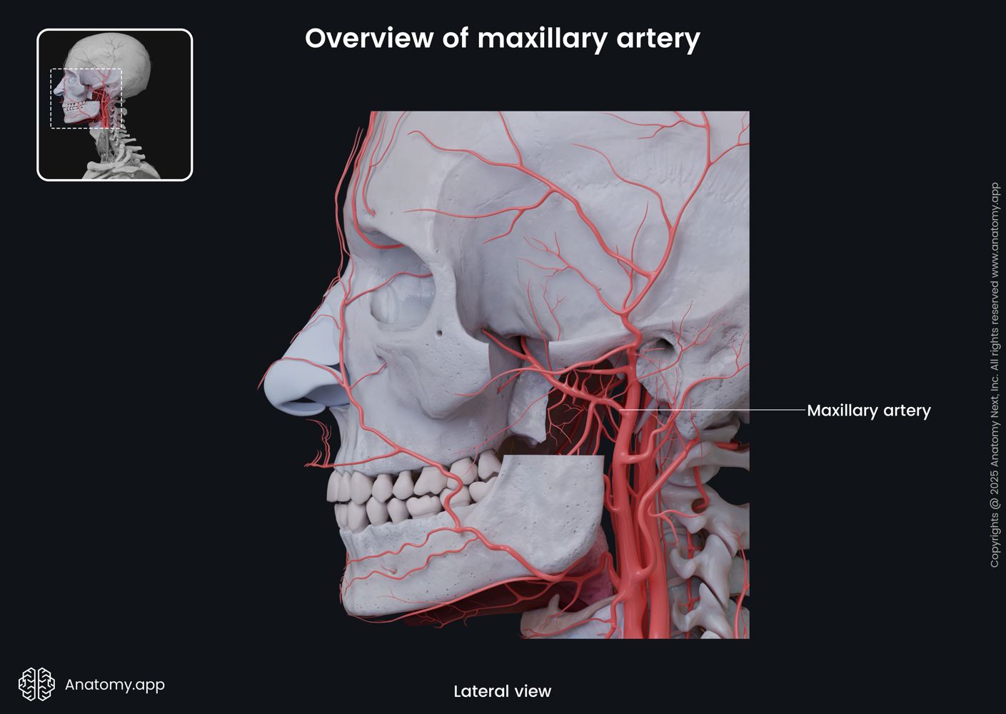 Maxillary artery | Anatomy.app