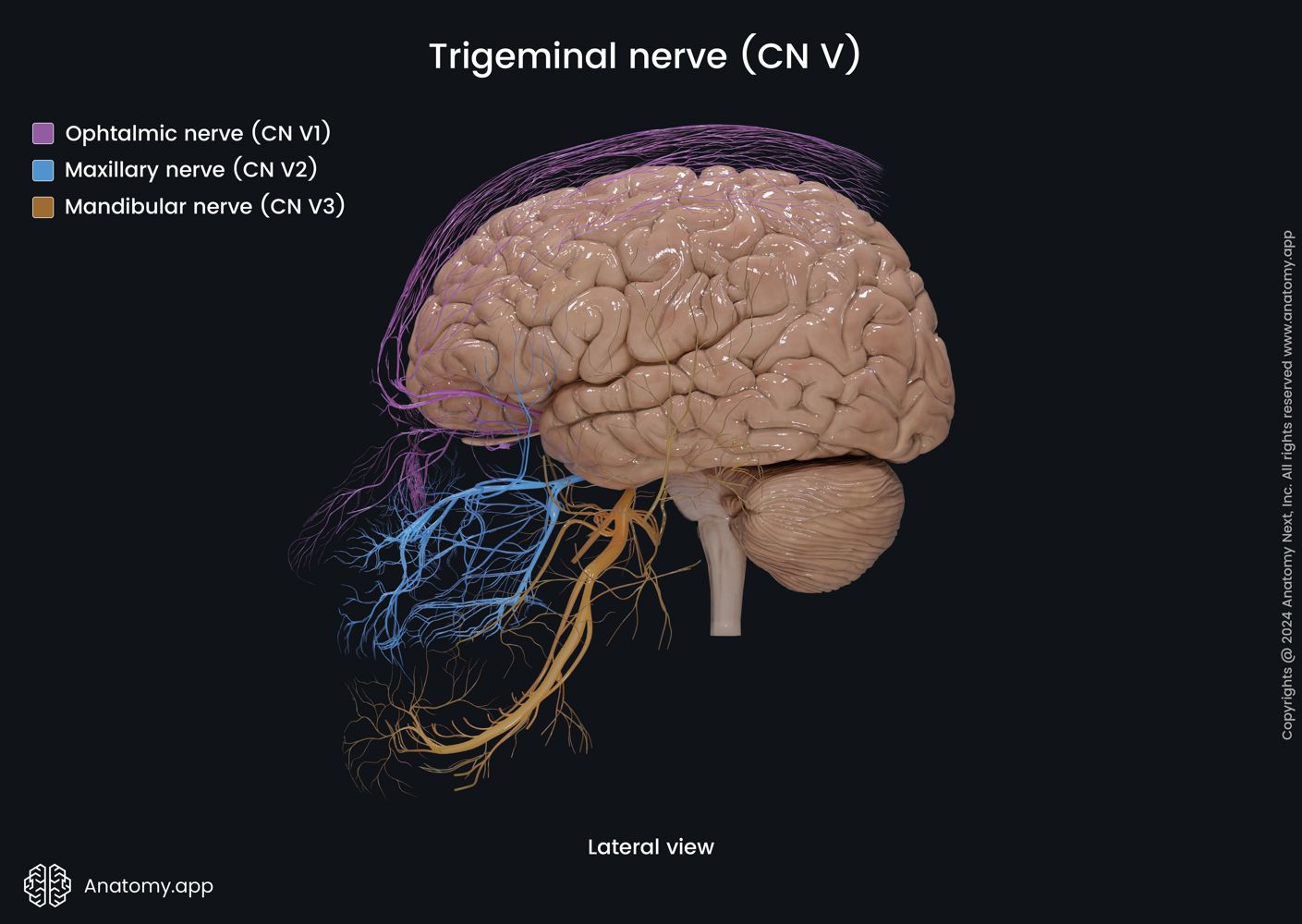 Mandibular nerve (CN V3) | Anatomy.app