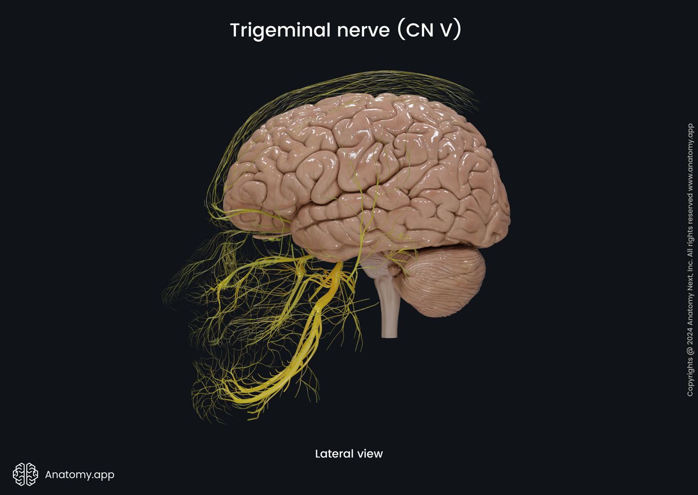 Mandibular nerve (CN V3) | Anatomy.app