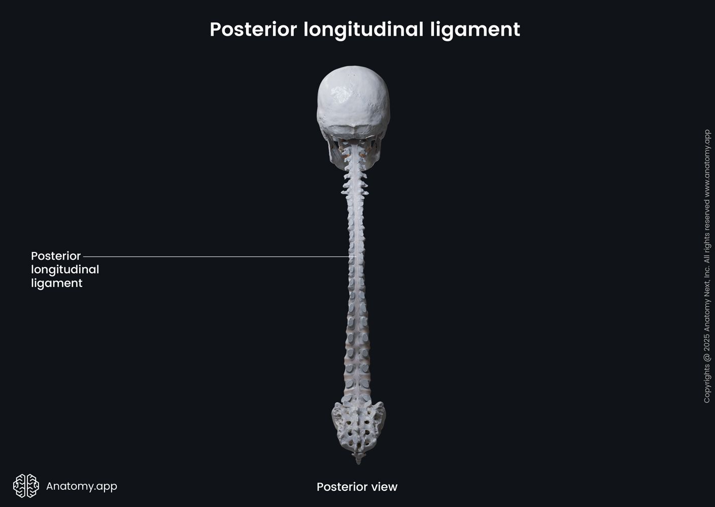 Posterior longitudinal ligament | Anatomy.app