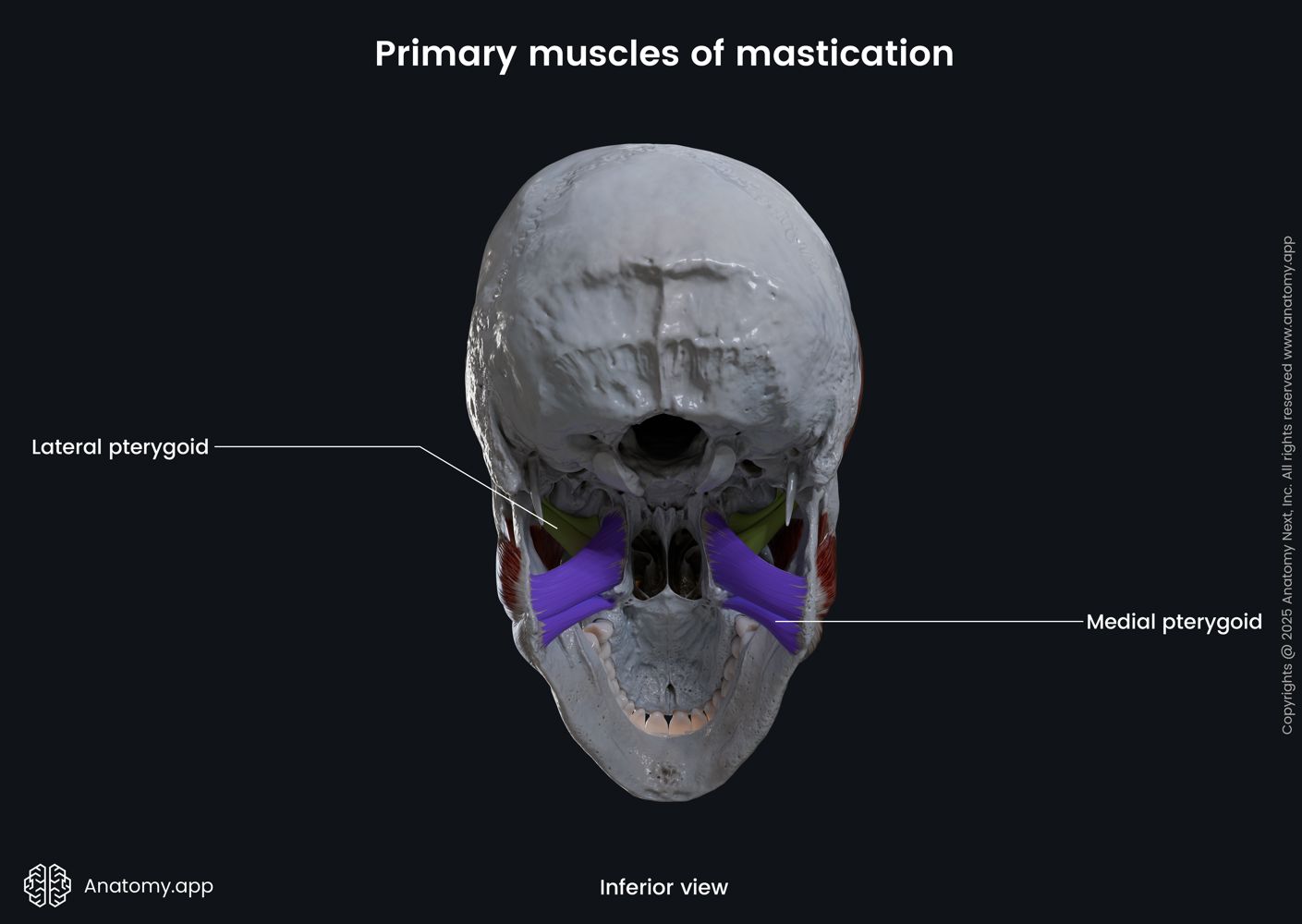 Muscles Of Mastication Anatomy Muscles Of The Head And Neck