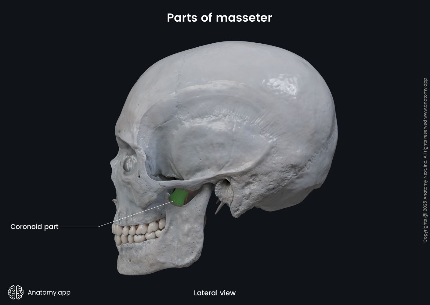 Masseter | Anatomy.app