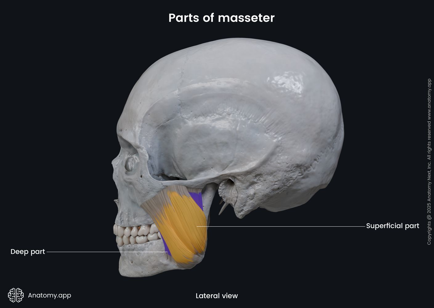 Masseter | Anatomy.app