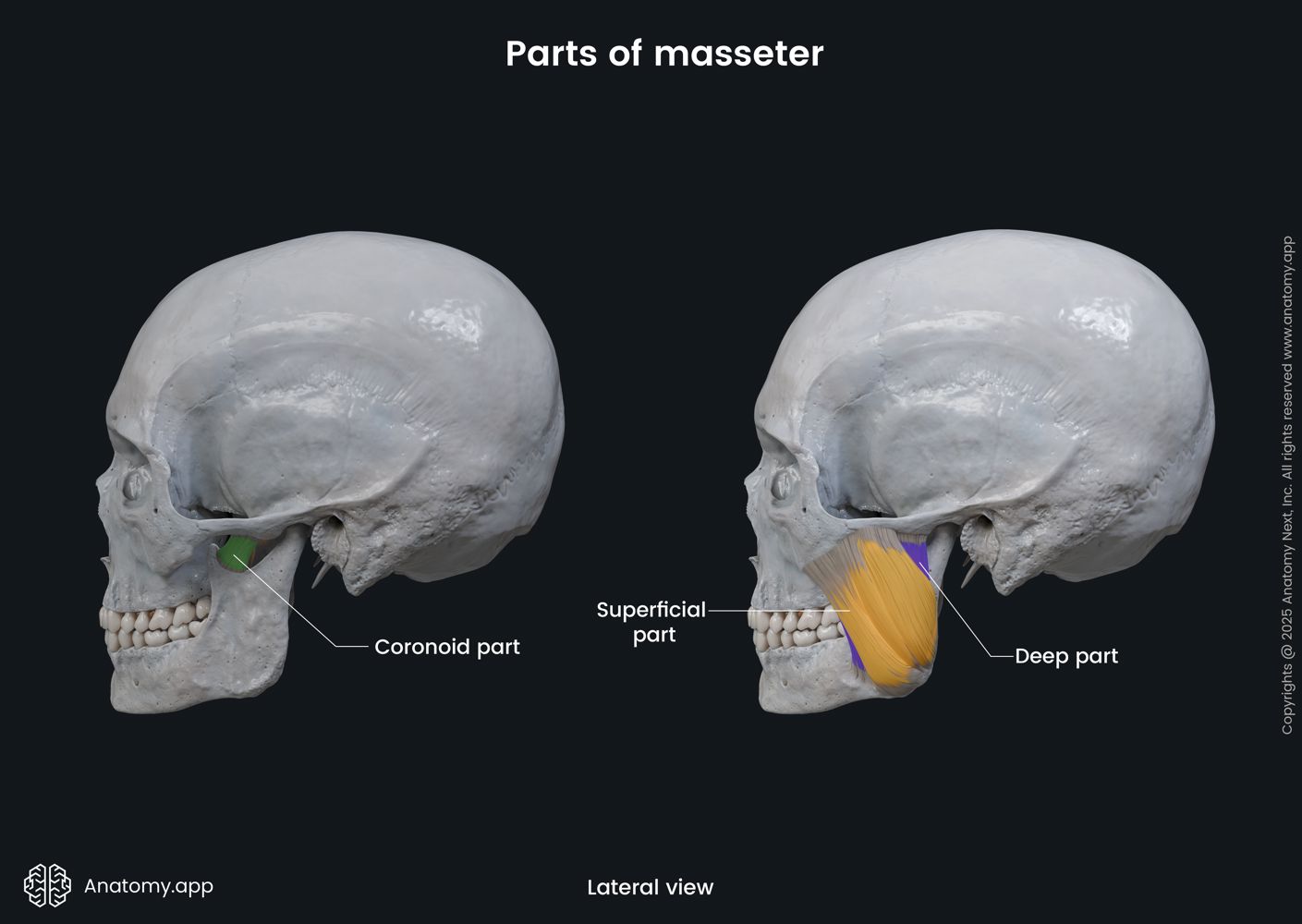 Masseter | Anatomy.app