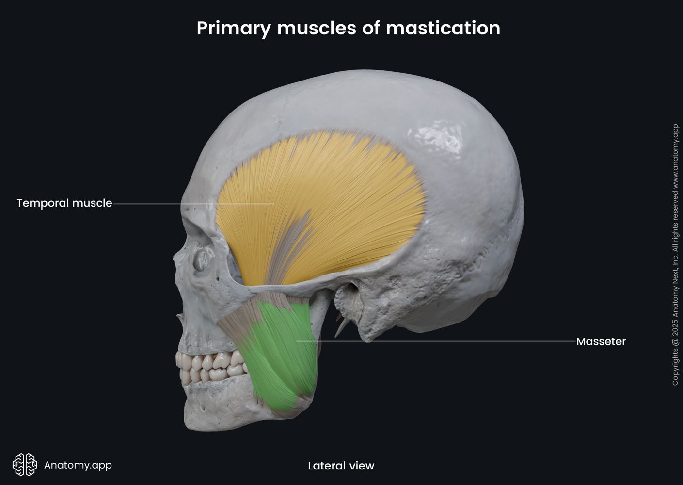 Muscles of mastication | Anatomy.app