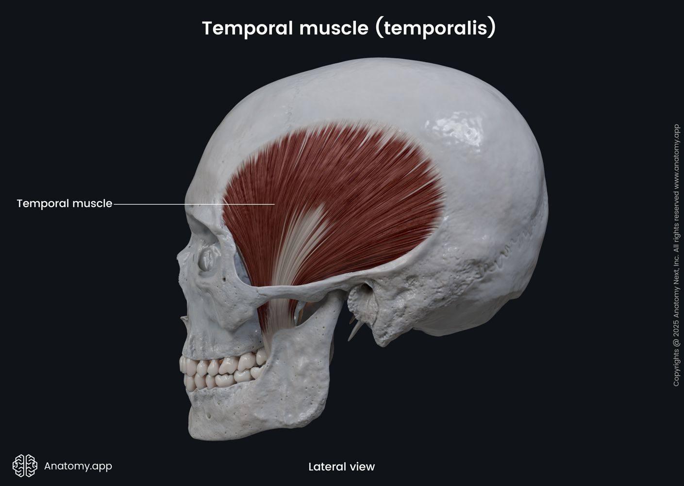 Temporalis (temporal muscle) | Anatomy.app