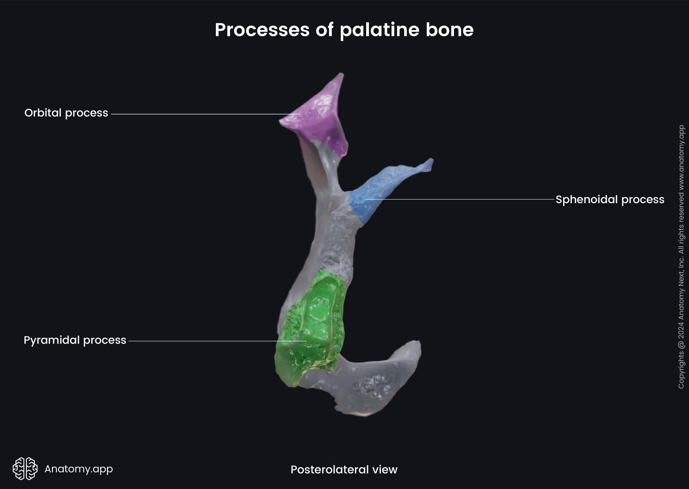 Palatine bone | Encyclopedia | Anatomy.app | Learn anatomy | 3D models ...