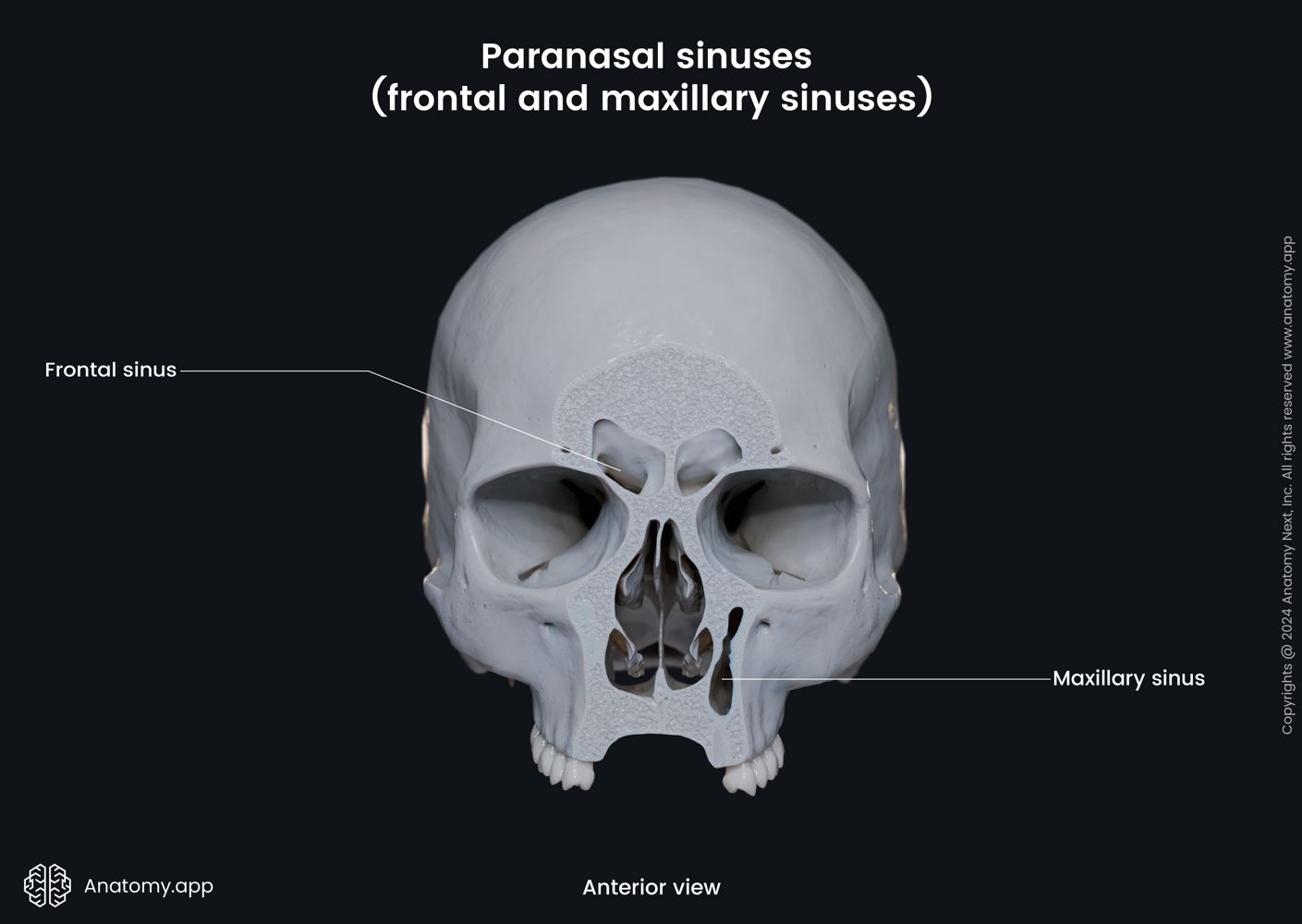 Skull | Anatomy.app